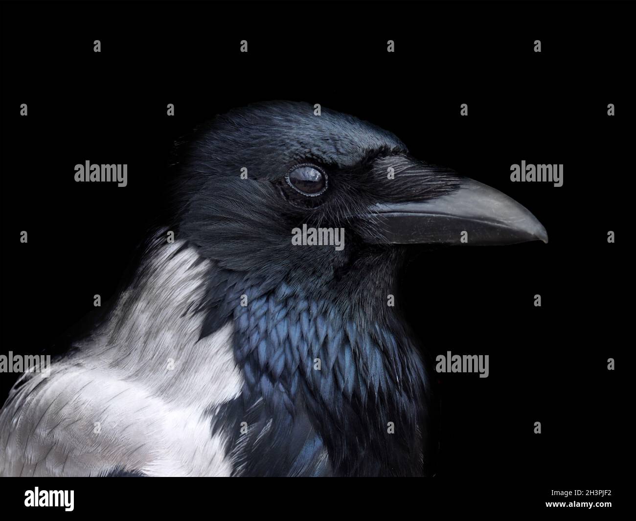 Face in profile hi-res stock photography and images - Alamy