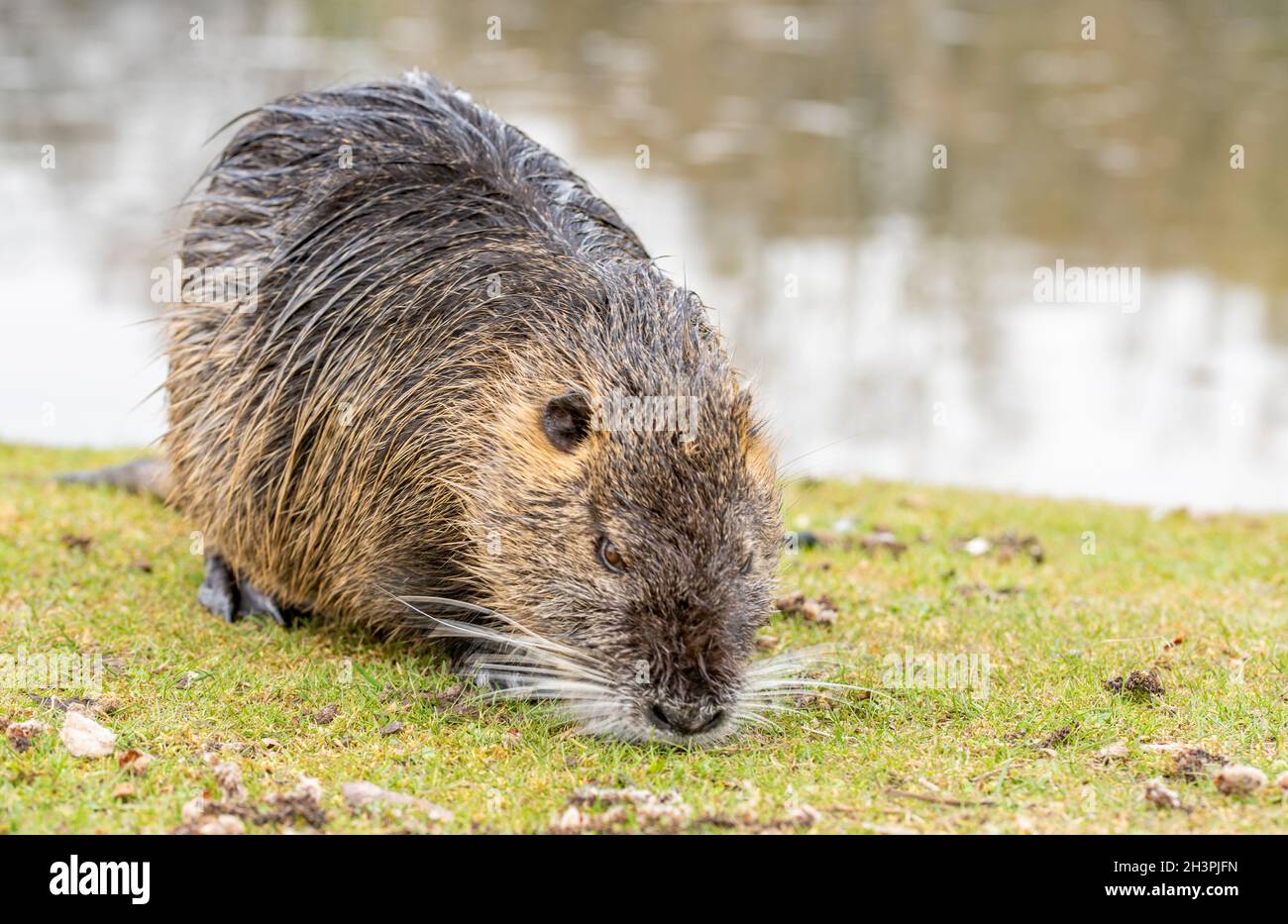 Wiesengebiet hi-res stock photography and images - Alamy