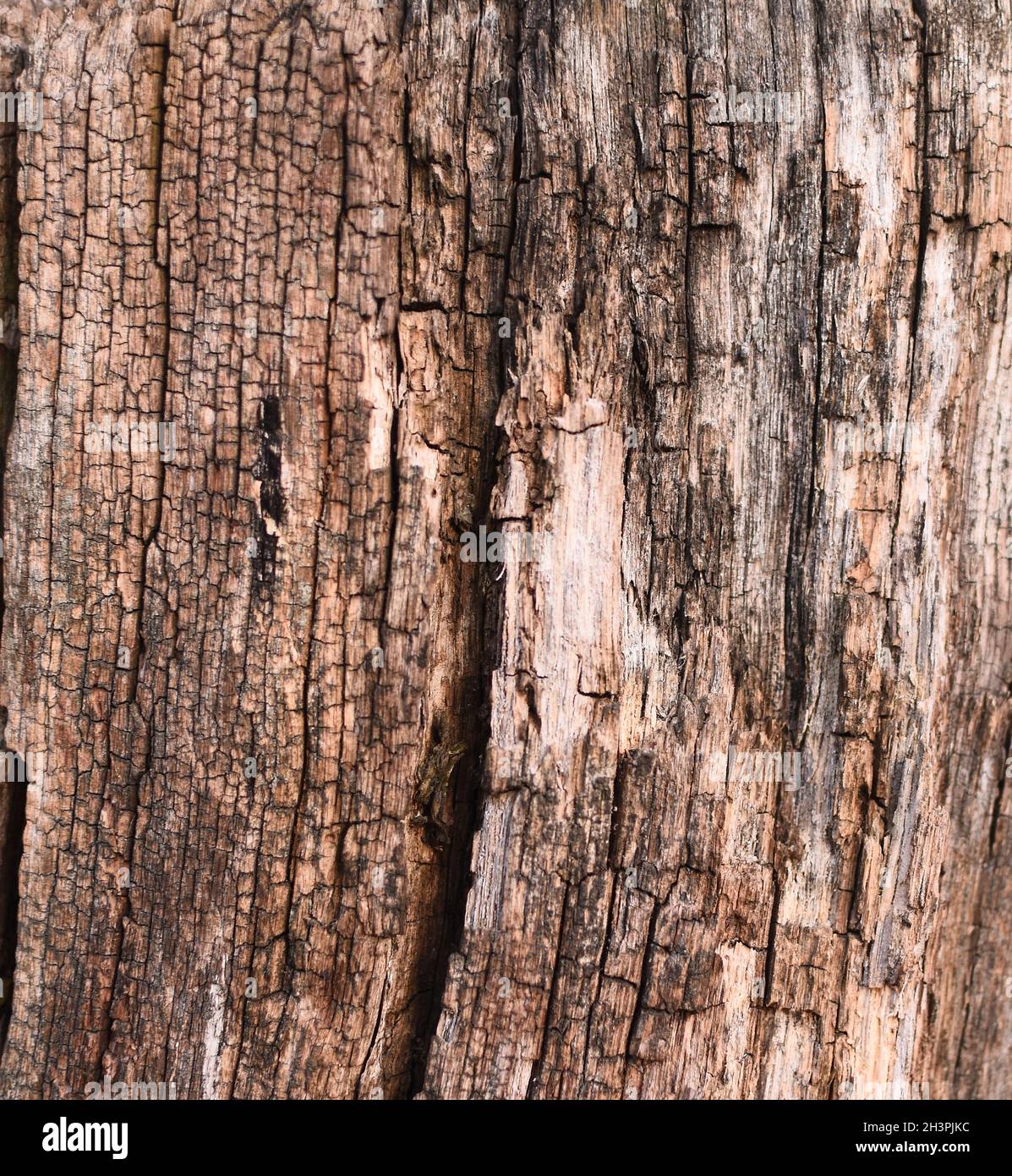 Old tree in the background section. wood texture Stock Photo - Alamy