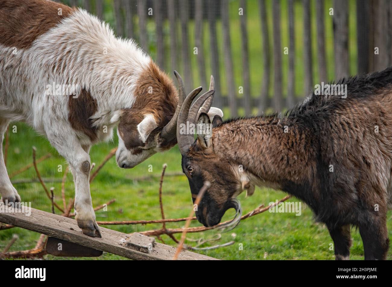 Goats body hi-res stock photography and images - Alamy