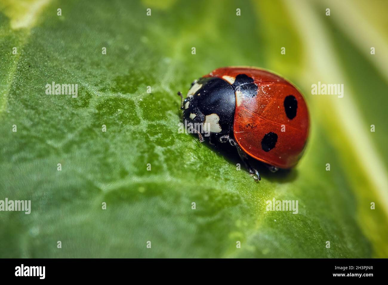 Seven point ladybug ( Coccinella septempunctata Stock Photo - Alamy