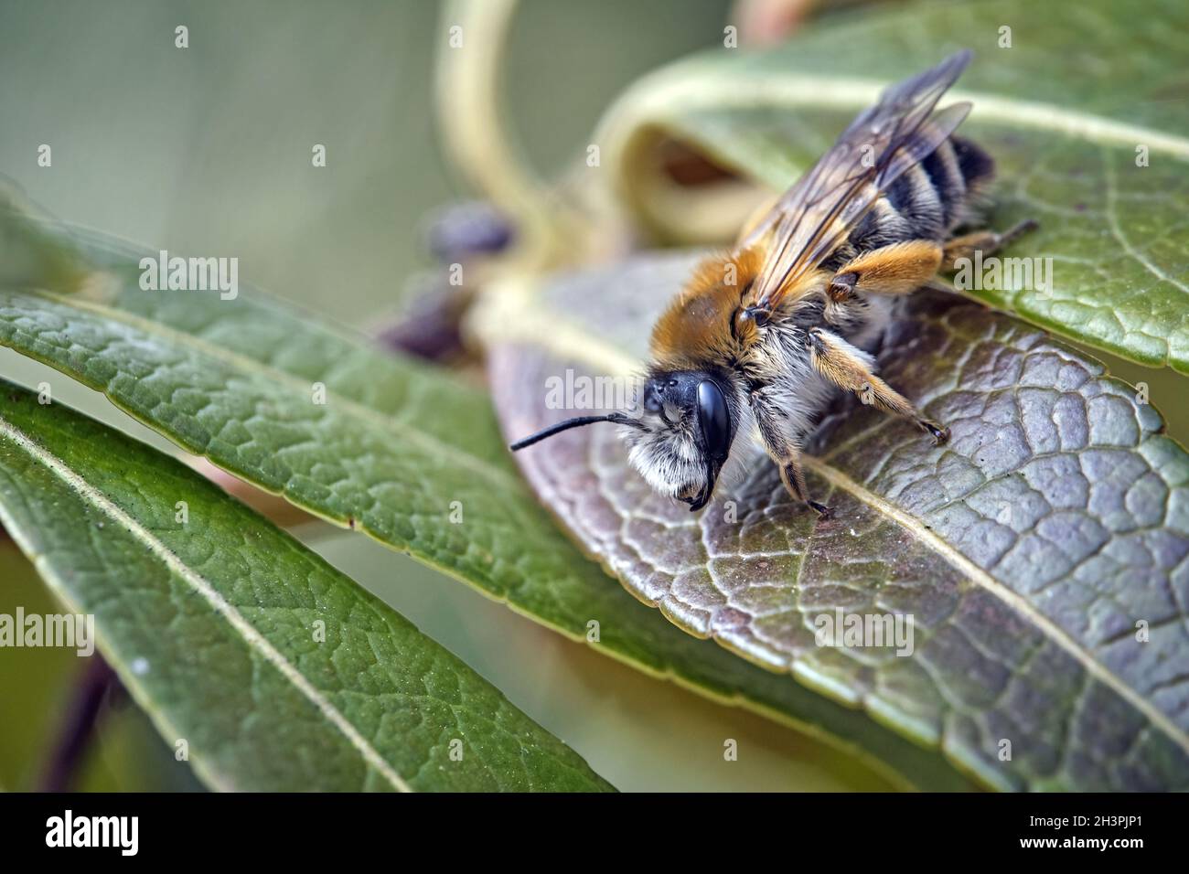 Trachndrena hi-res stock photography and images - Alamy