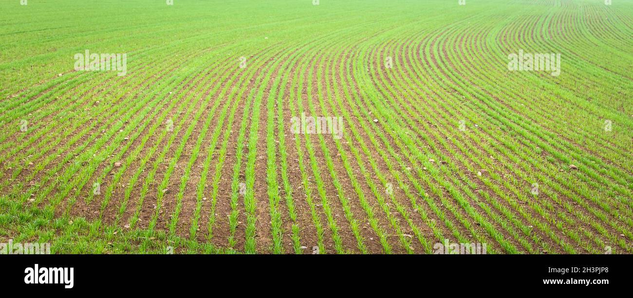 Natural environment background. Farmland detail with growing ...