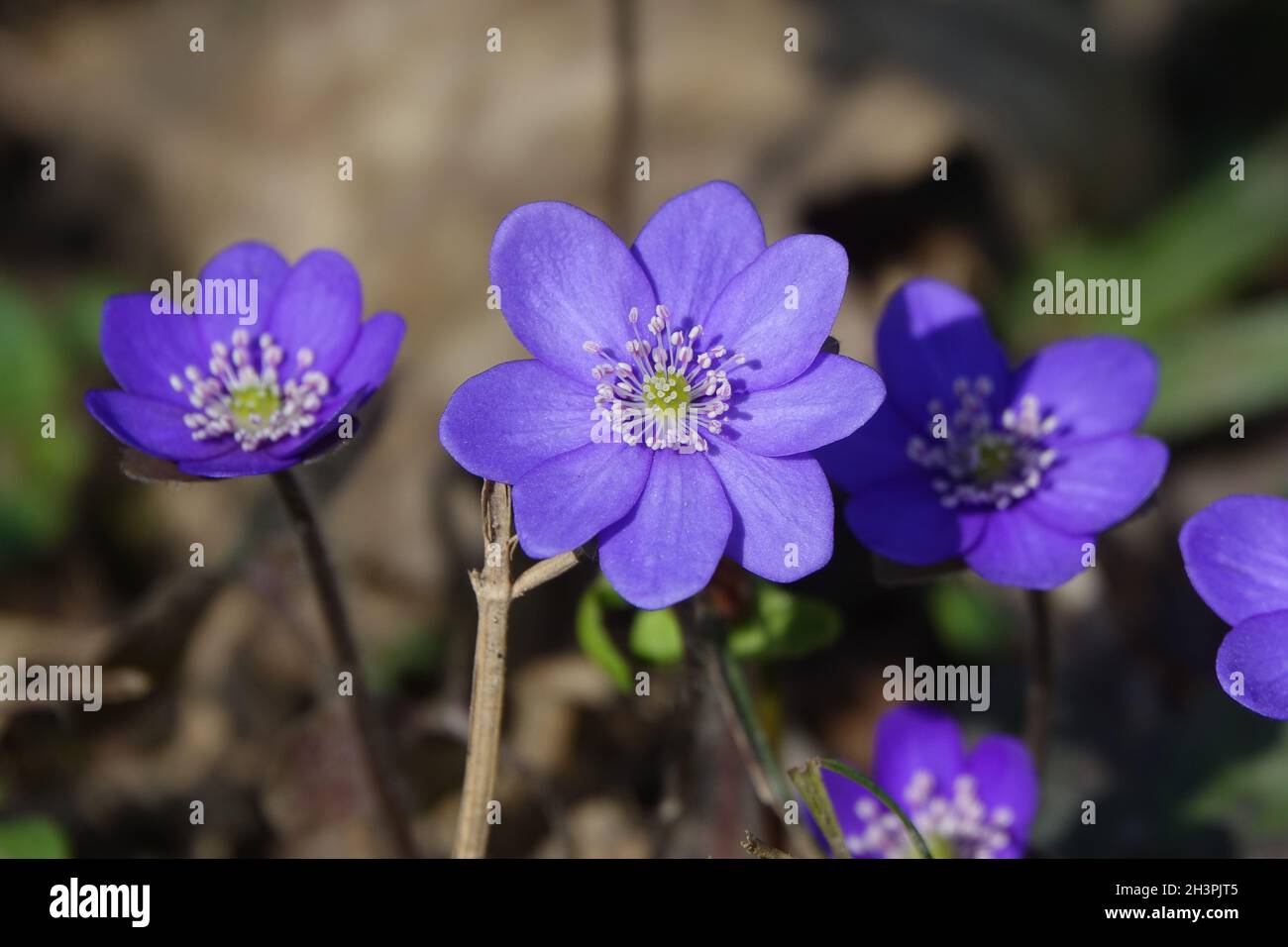 Hepatica nobilis, Anemone hepatica Stock Photo - Alamy