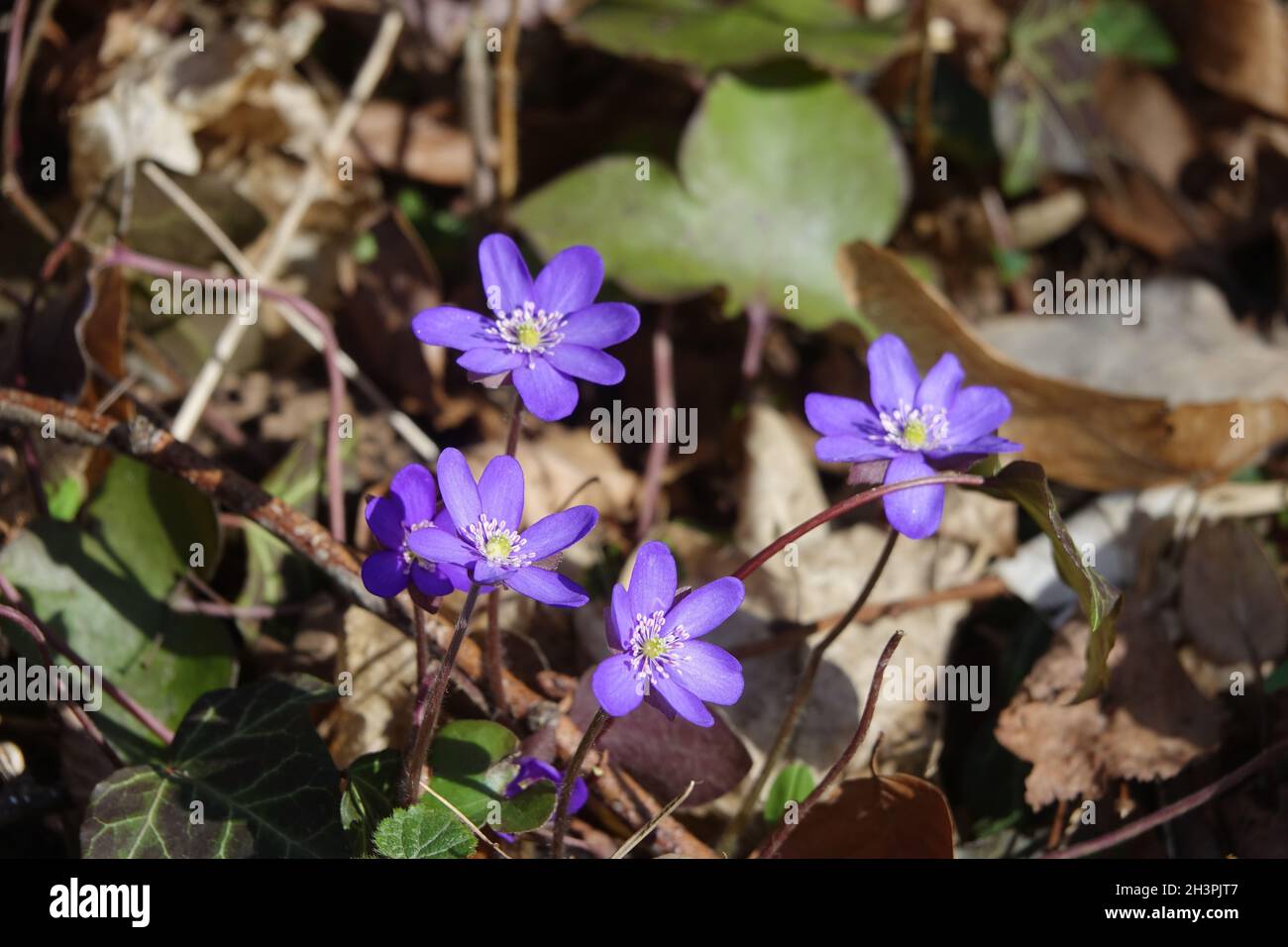 Hepatica nobilis, Anemone hepatica Stock Photo - Alamy