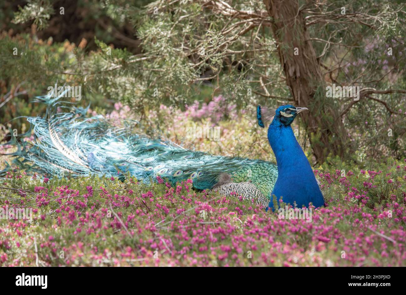 Peacock rooster hi-res stock photography and images - Alamy