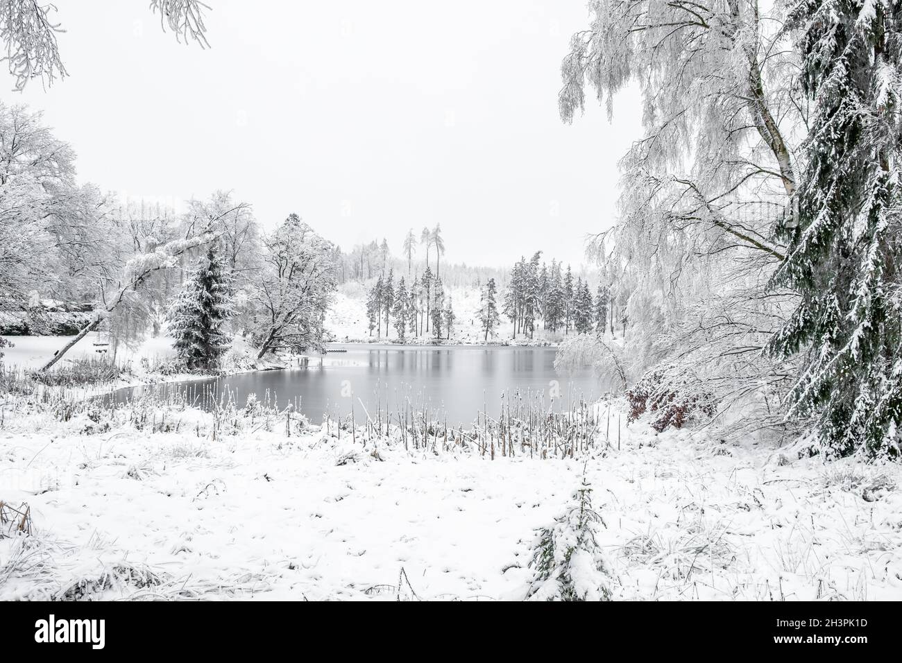 Pear tree pond resin in winter Stock Photo - Alamy
