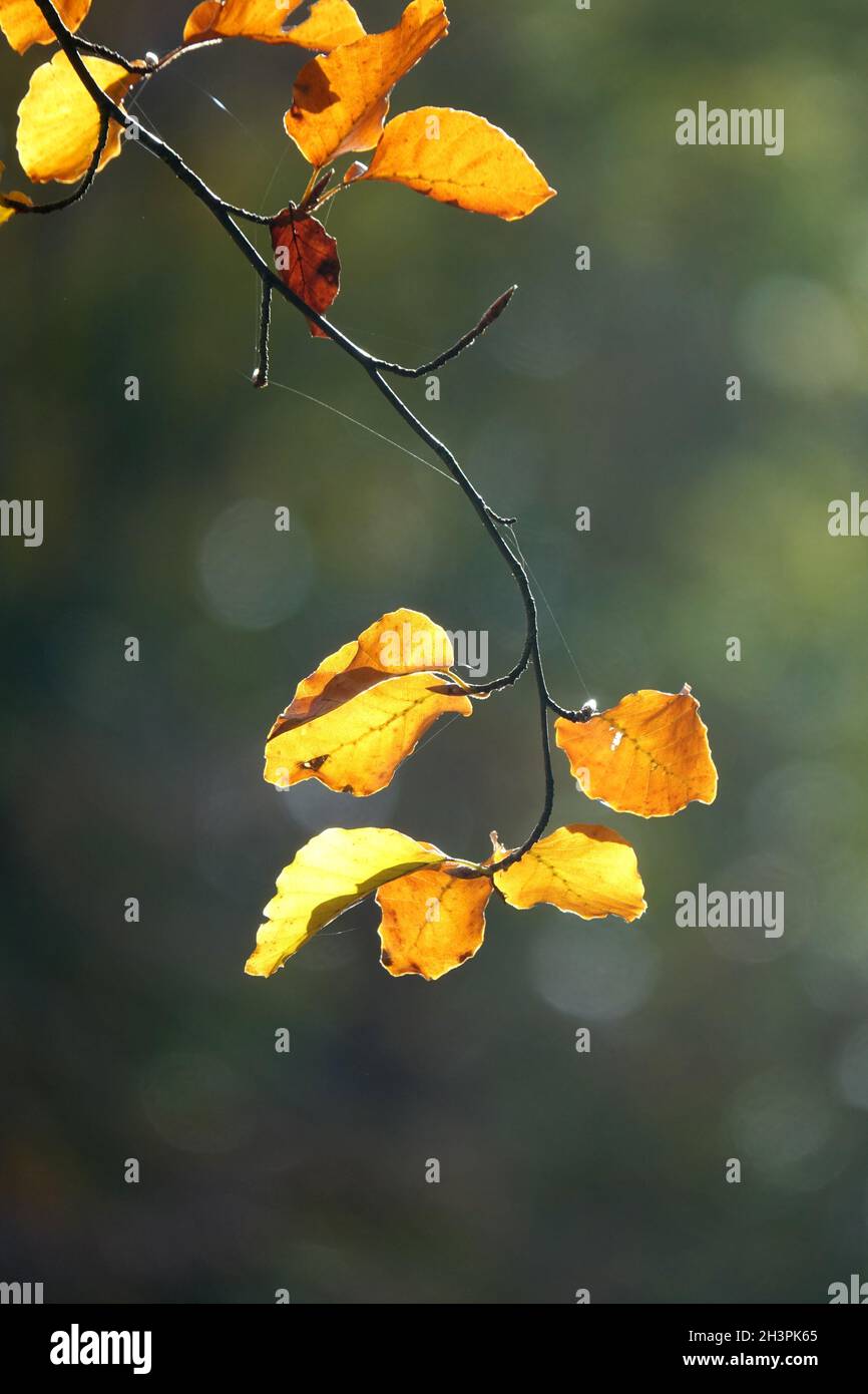 Beech branches in autumn Stock Photo - Alamy