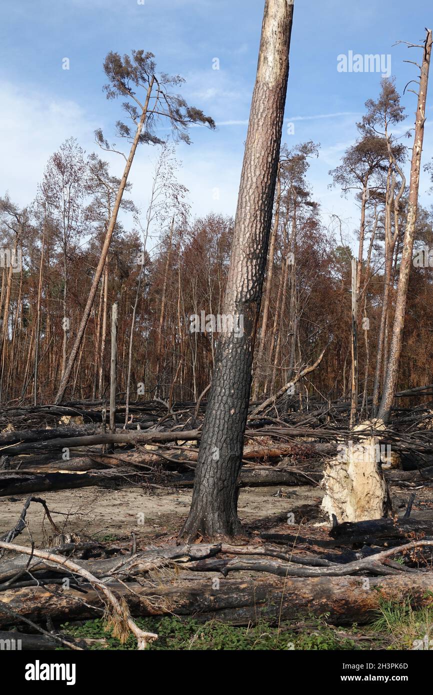 Forest after a forest fire Stock Photo - Alamy