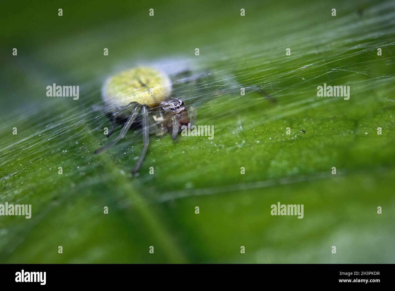 Nigma walckenaeri nigma walckenaeri hi-res stock photography and images ...