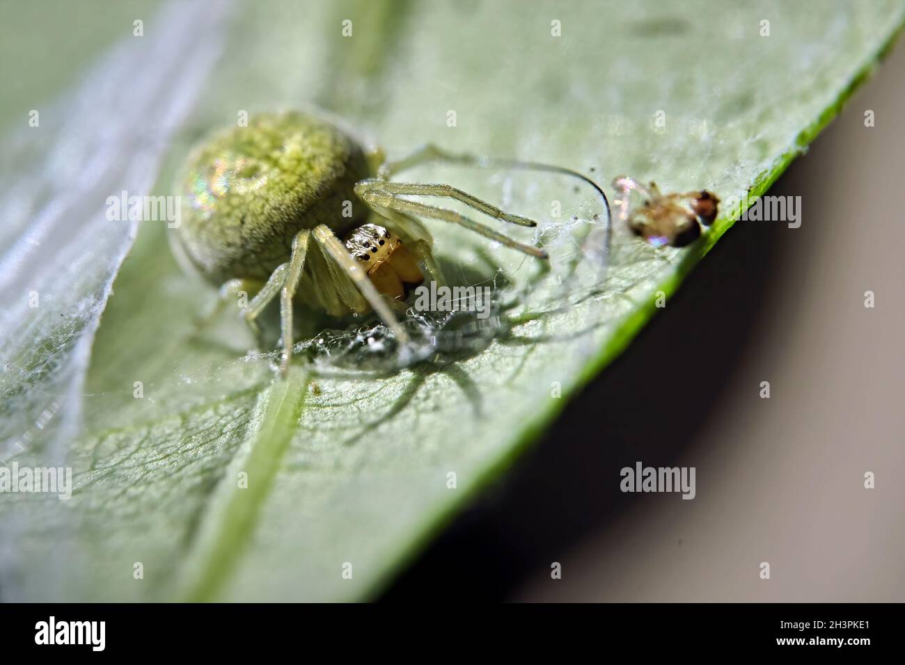 Green curled spider ( Nigma walckenaeri Stock Photo - Alamy
