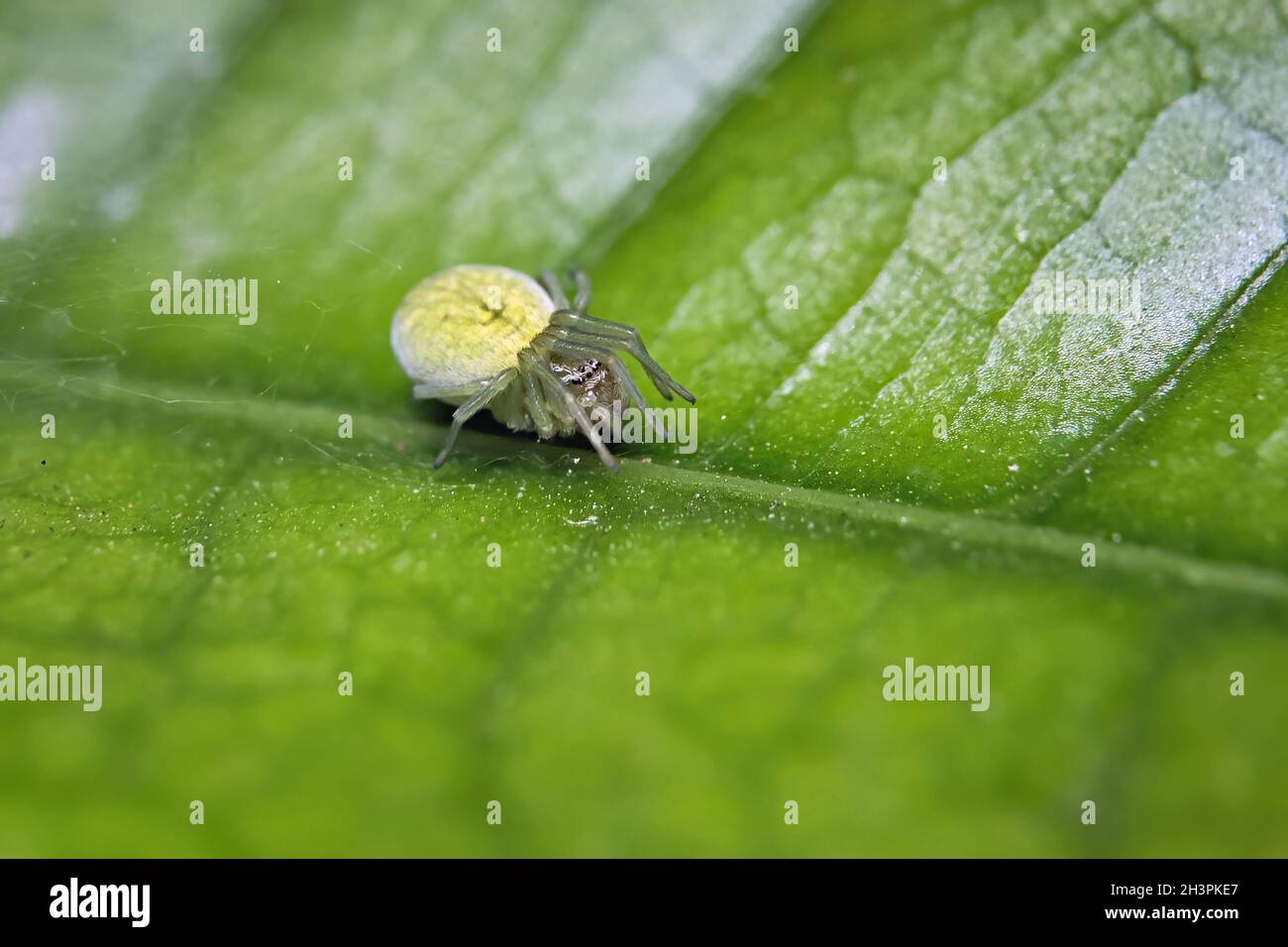 Green curled spider ( Nigma walckenaeri Stock Photo - Alamy