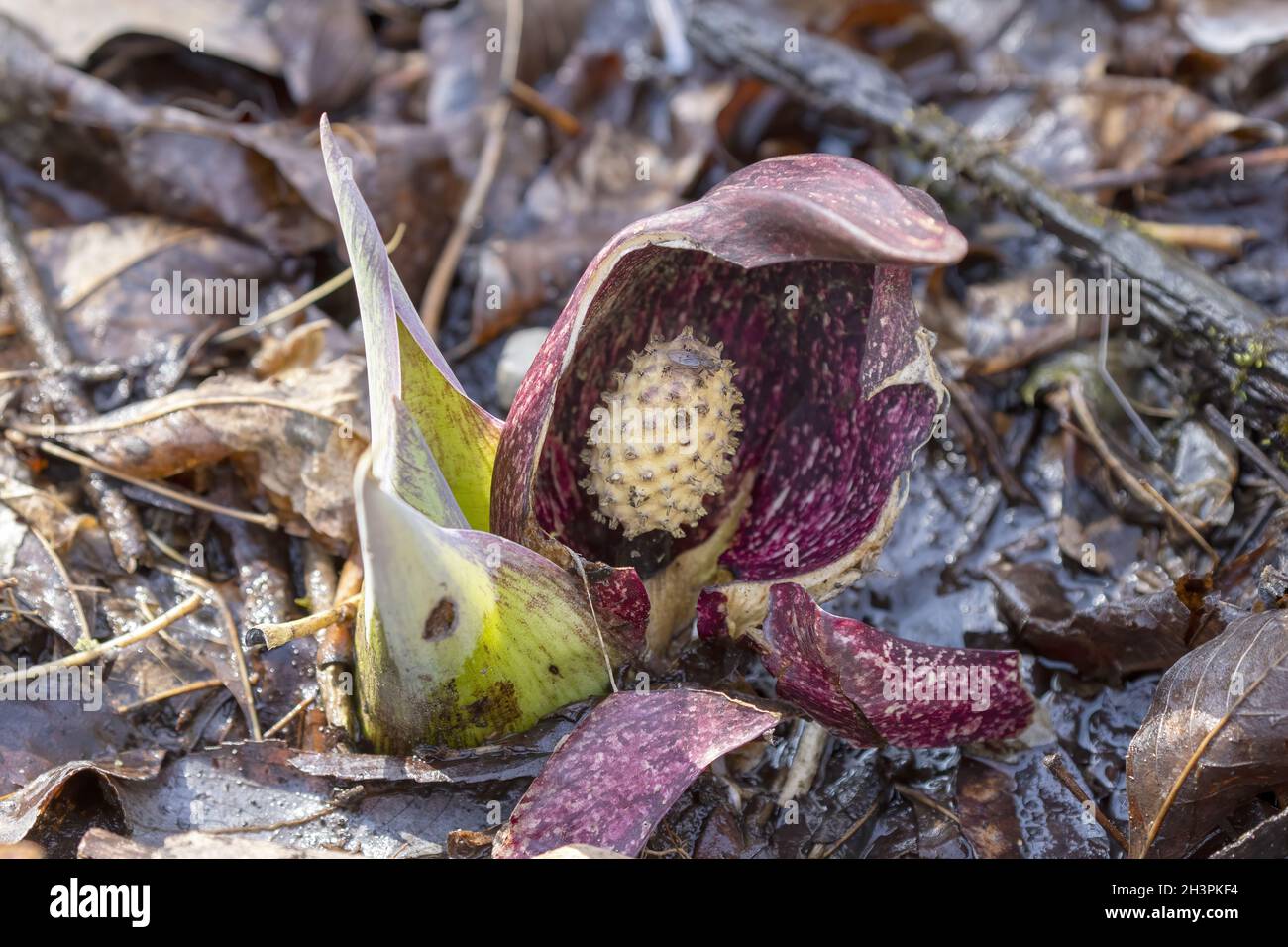 Skunk cabbage (Symplocarpus foetidus Stock Photo - Alamy