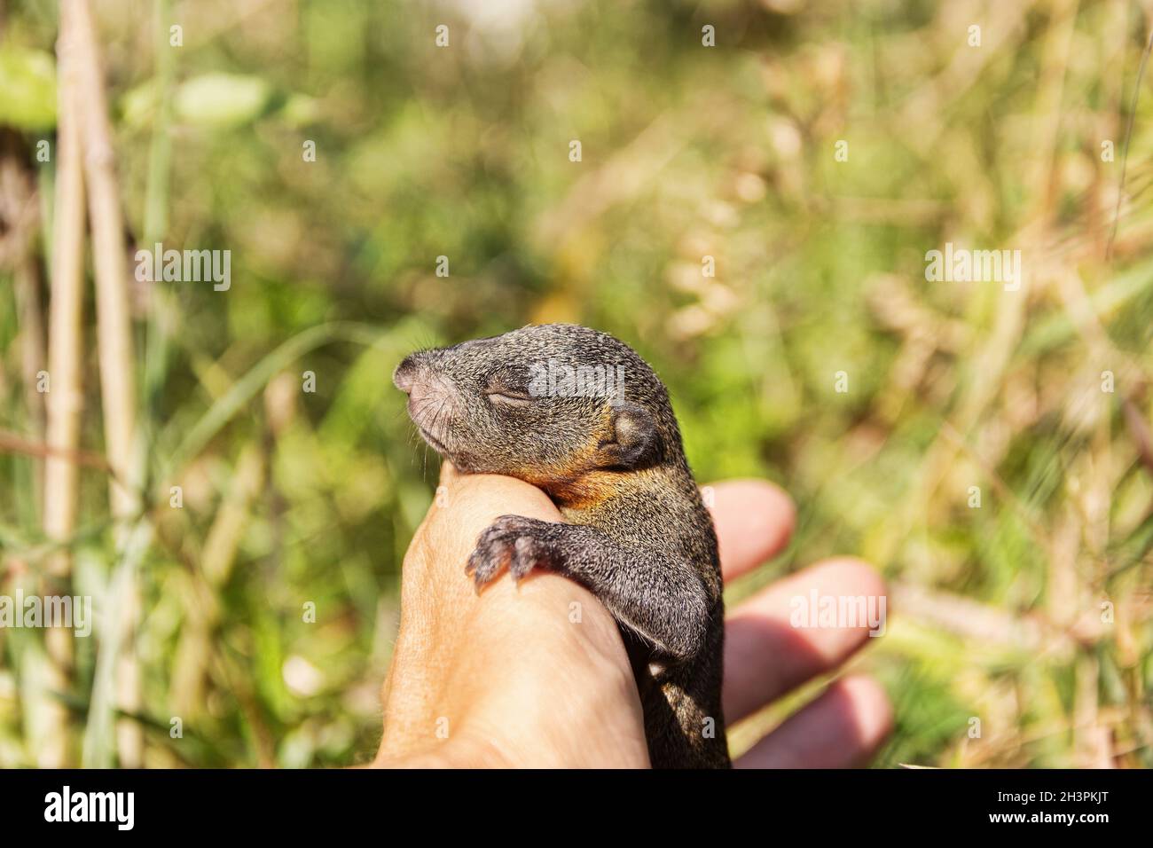 Indian palm squirrel (Funambulus palmarium) pup Stock Photo - Alamy