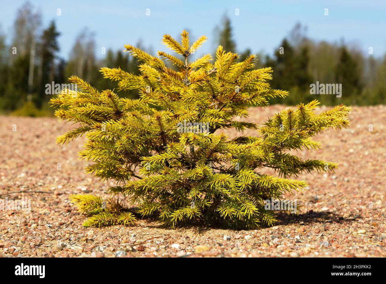 Self-seeding spruce undergrowth Stock Photo - Alamy