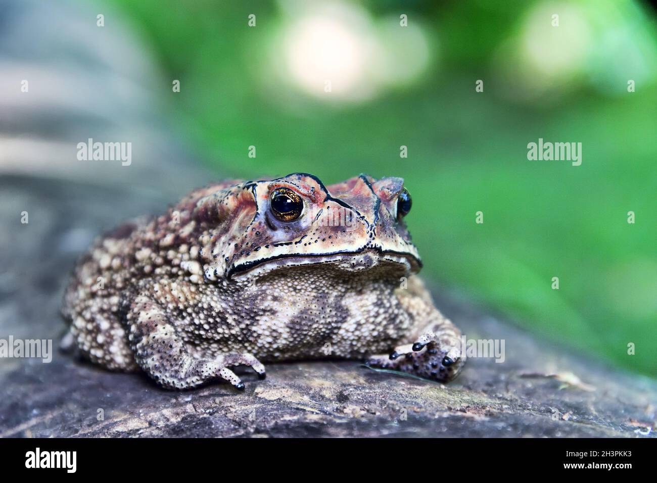 Ferguson's toad (Bufo fergusonii) in past Schneider's (dwarf) toad ...