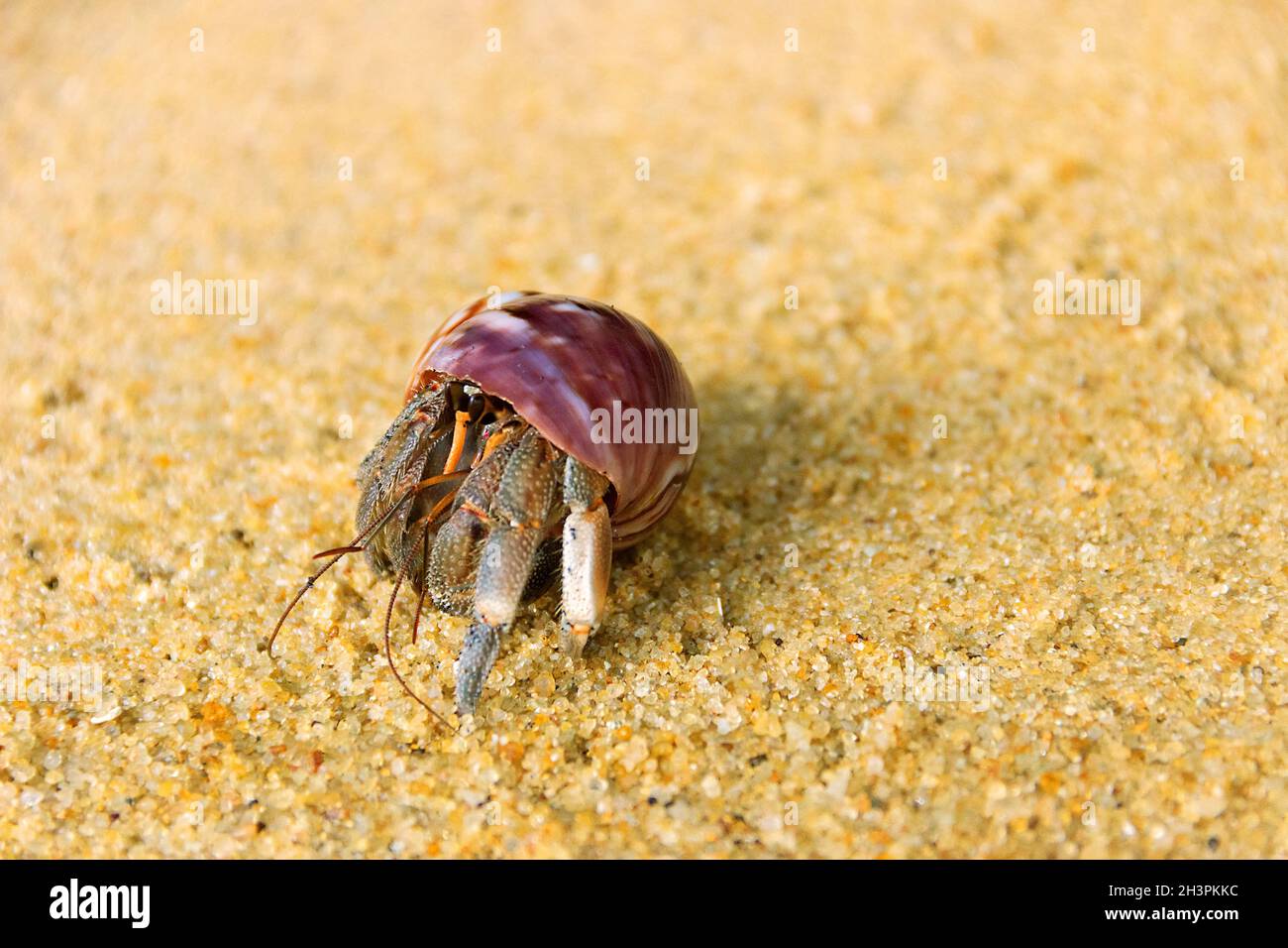 Hermit crab, Diogenes sp. Hermit or diogenes crab in a beautiful ...