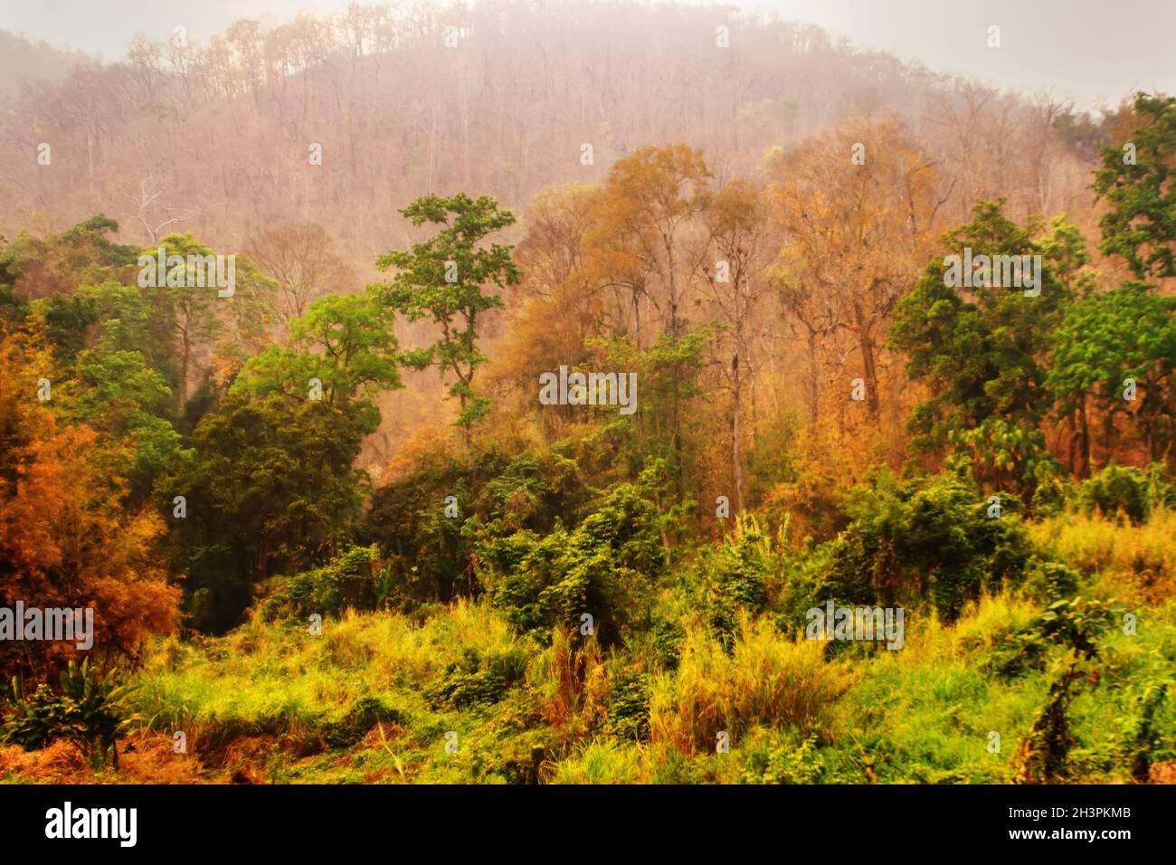 Semi-deciduous tropical forest Stock Photo - Alamy