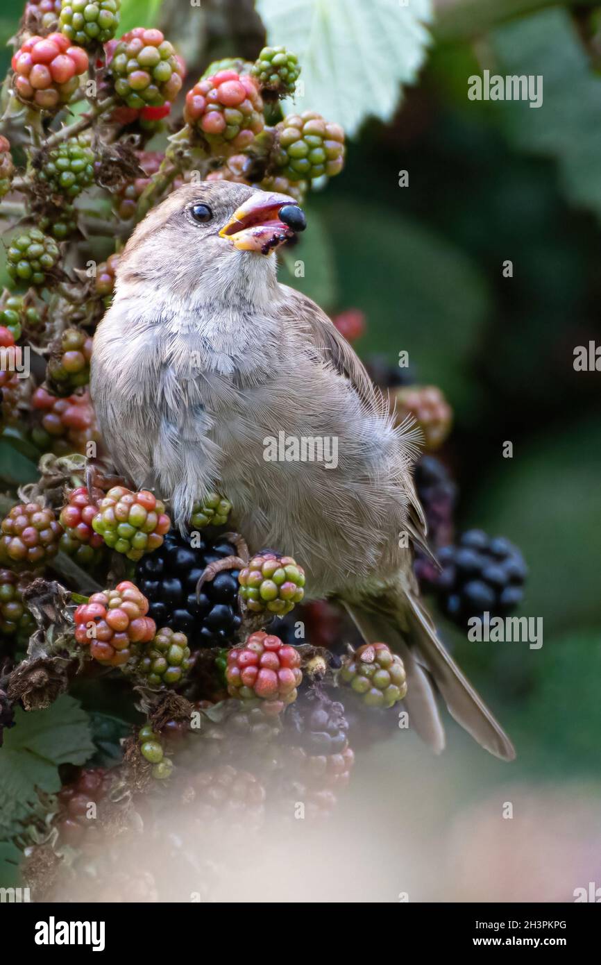 Bird eating berries hi-res stock photography and images - Alamy