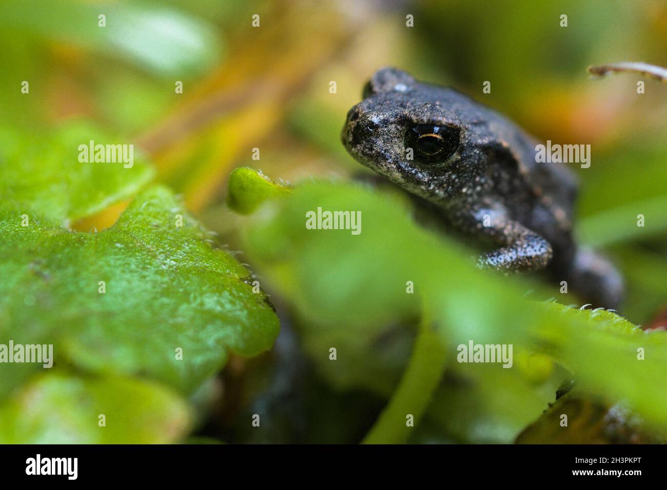 Selective focus shot of tiny frog on grass blade Stock Photo - Alamy