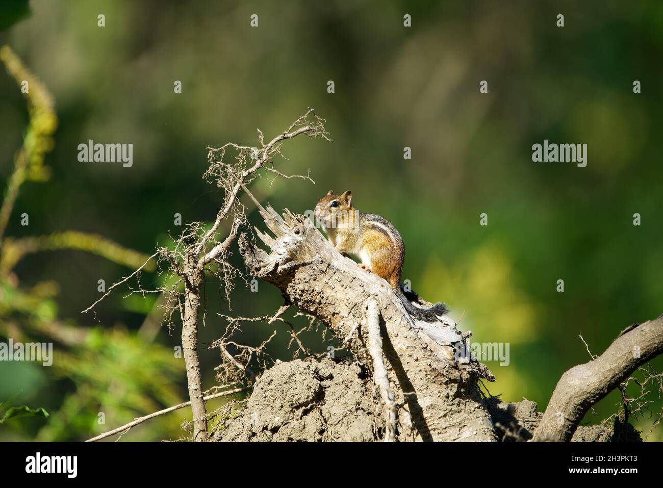 Selective focus shot of a squirrel on a dead tree roots Stock Photo - Alamy