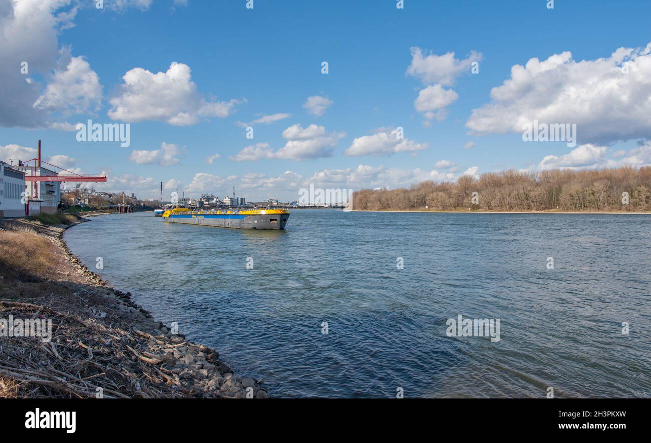 Water boatmen hi-res stock photography and images - Alamy