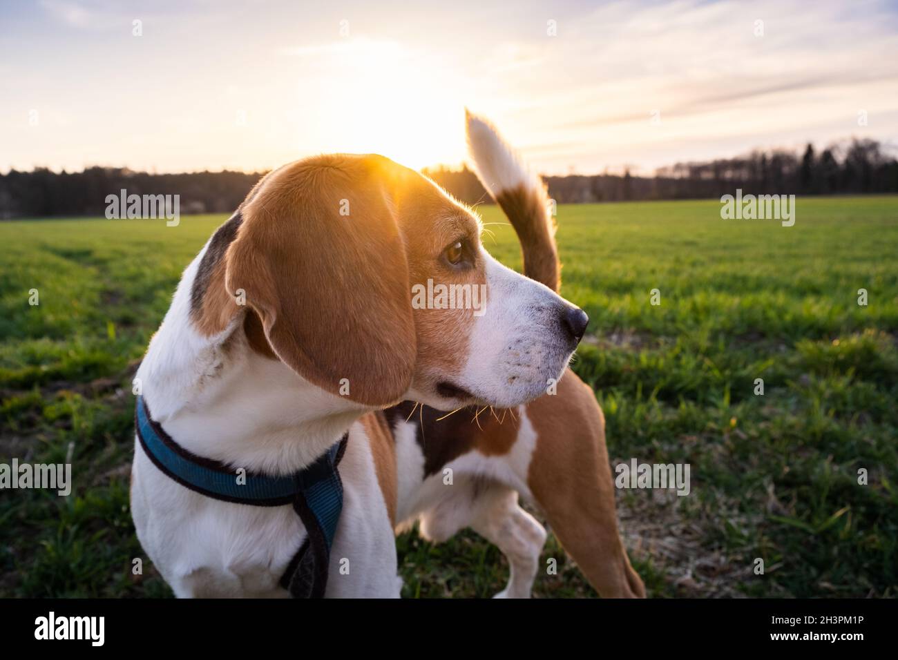 Beagle dog on Rural area. RSunset in nature Stock Photo - Alamy