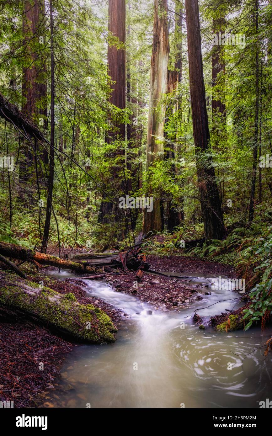 Redwood Forest Landscape in Beautiful Northern California Stock Photo ...