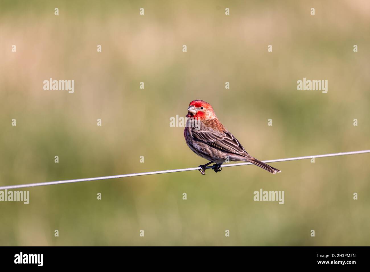 A red-headed bird sings on a wire Stock Photo - Alamy