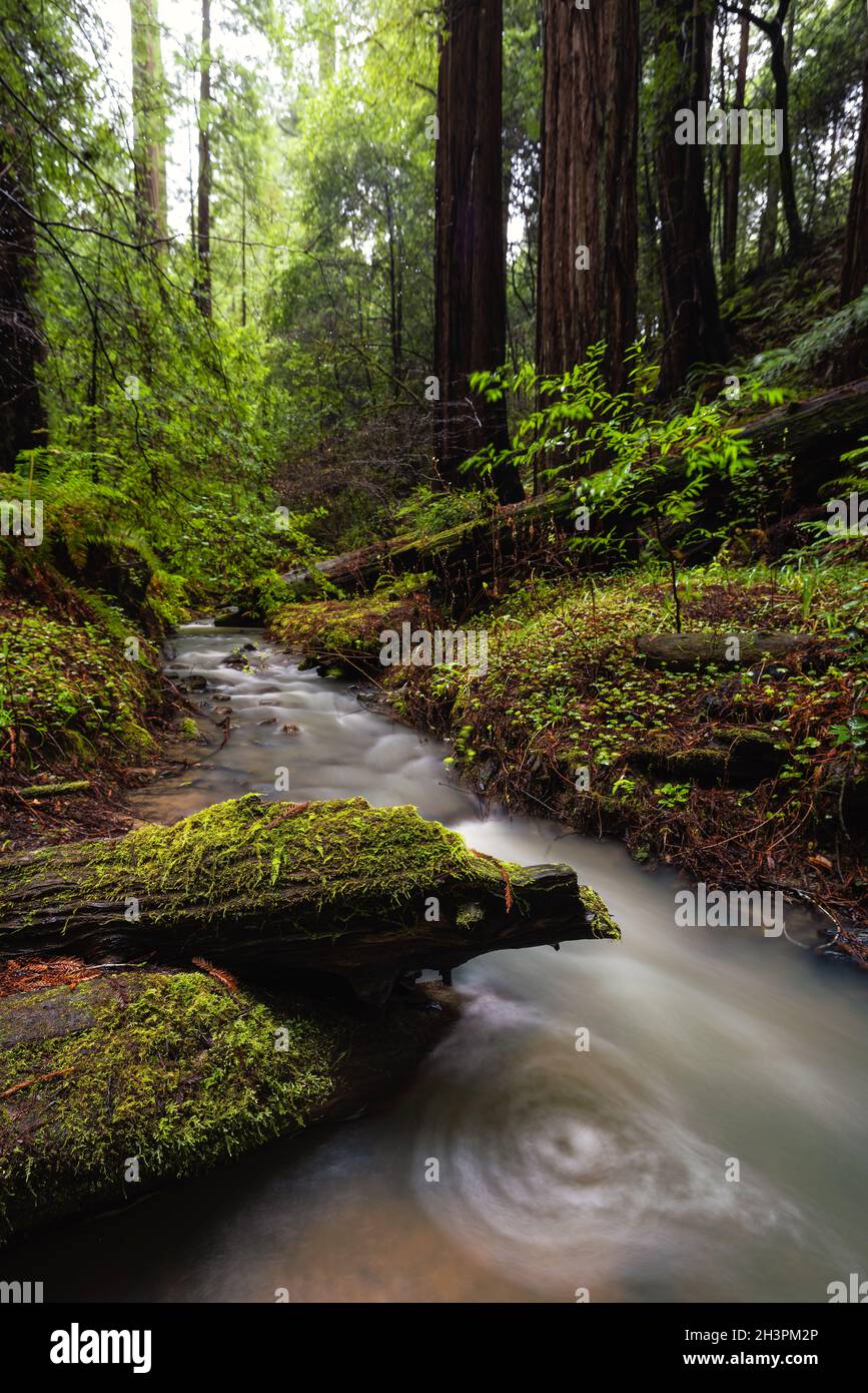 Redwood Forest Landscape in Beautiful Northern California Stock Photo ...