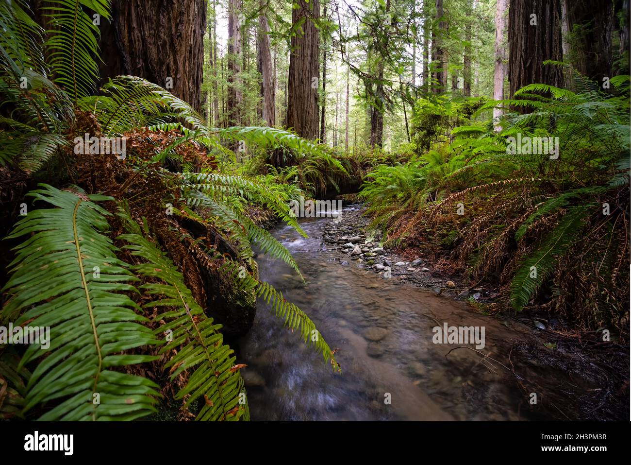 Redwood Forest Landscape in Beautiful Northern California Stock Photo ...