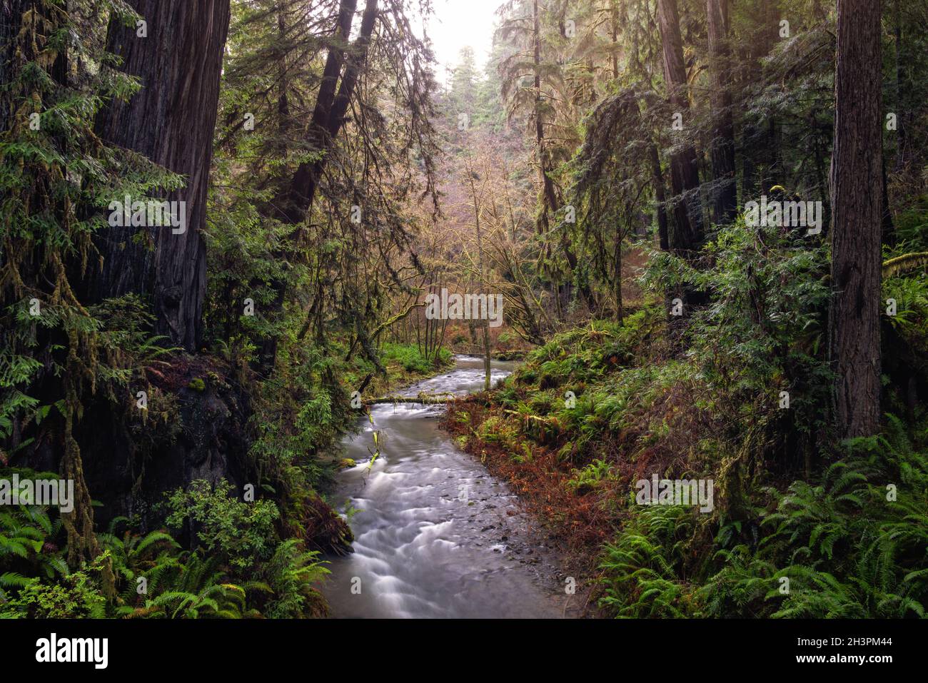Redwood Forest Landscape in Beautiful Northern California Stock Photo ...