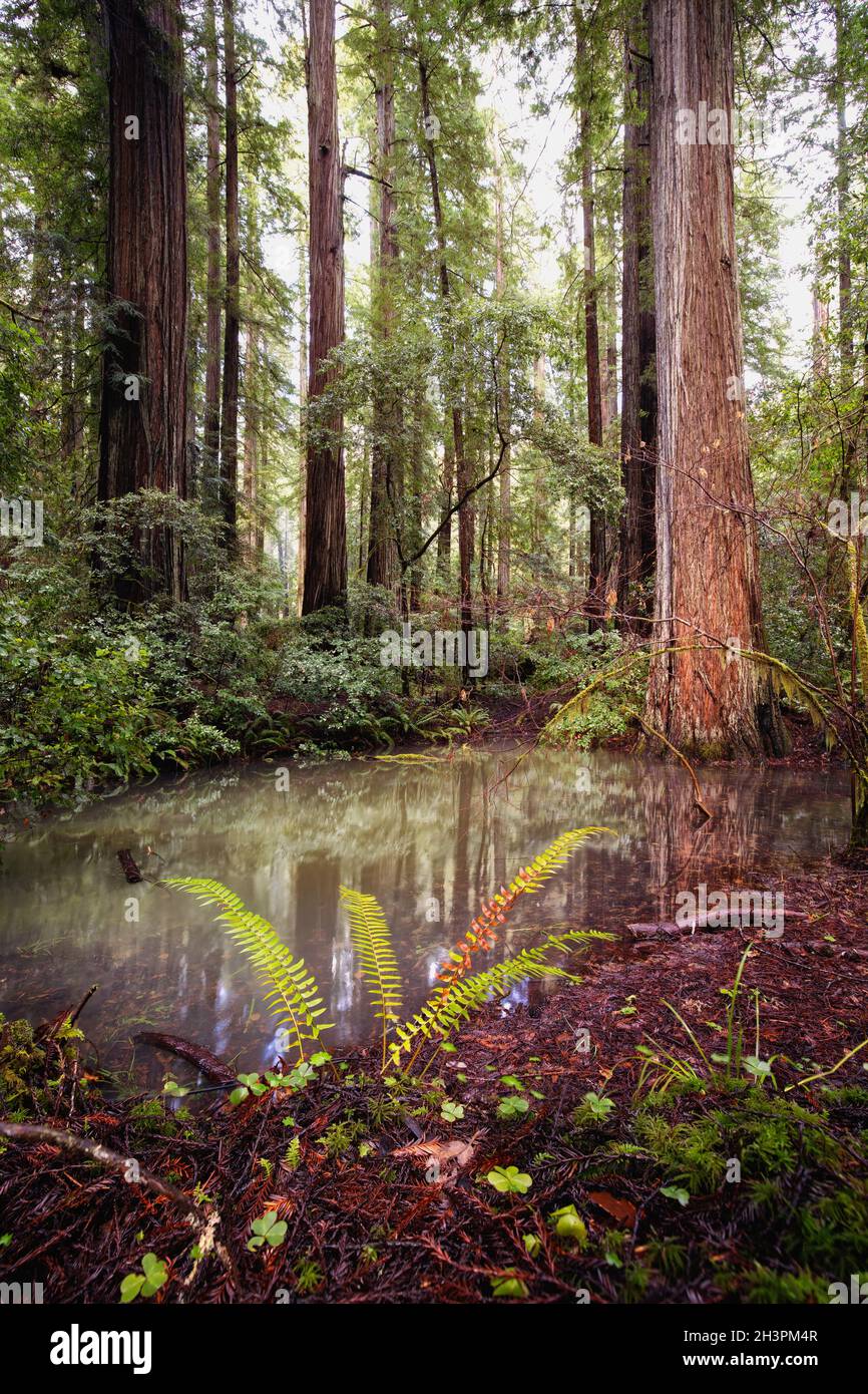 Redwood Forest Landscape in Beautiful Northern California Stock Photo ...