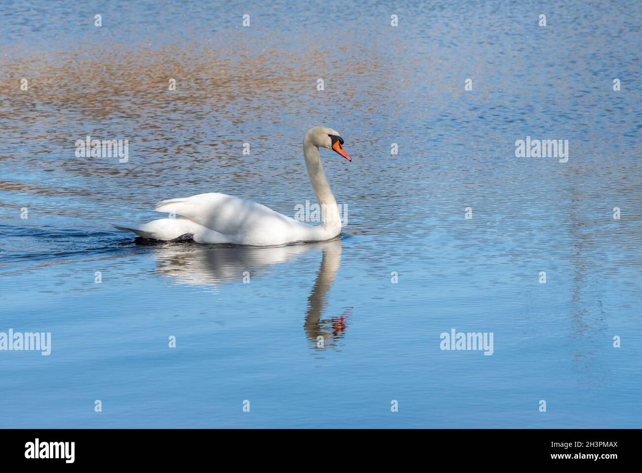 Swan body hi-res stock photography and images - Alamy