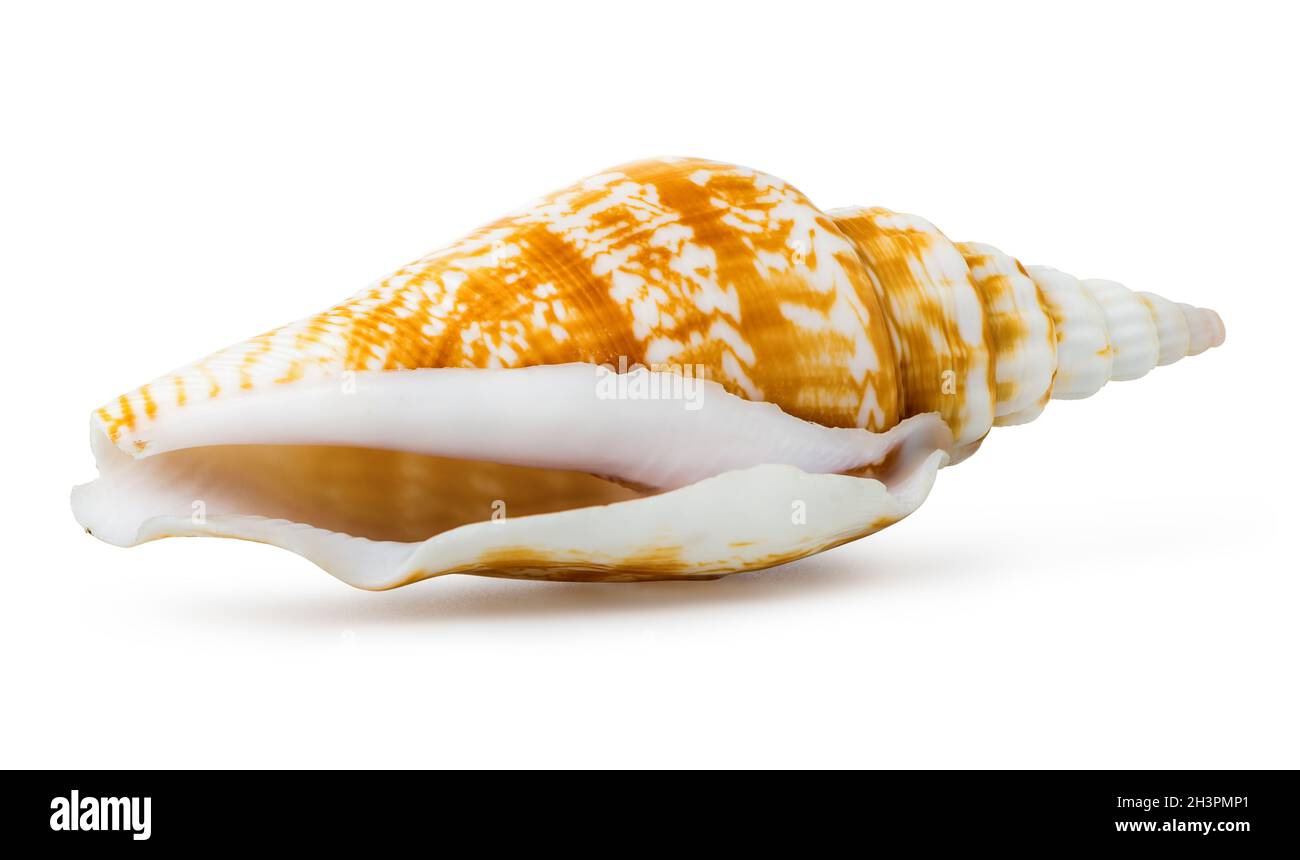 Worn sea shell Cut Out Stock Images & Pictures - Alamy