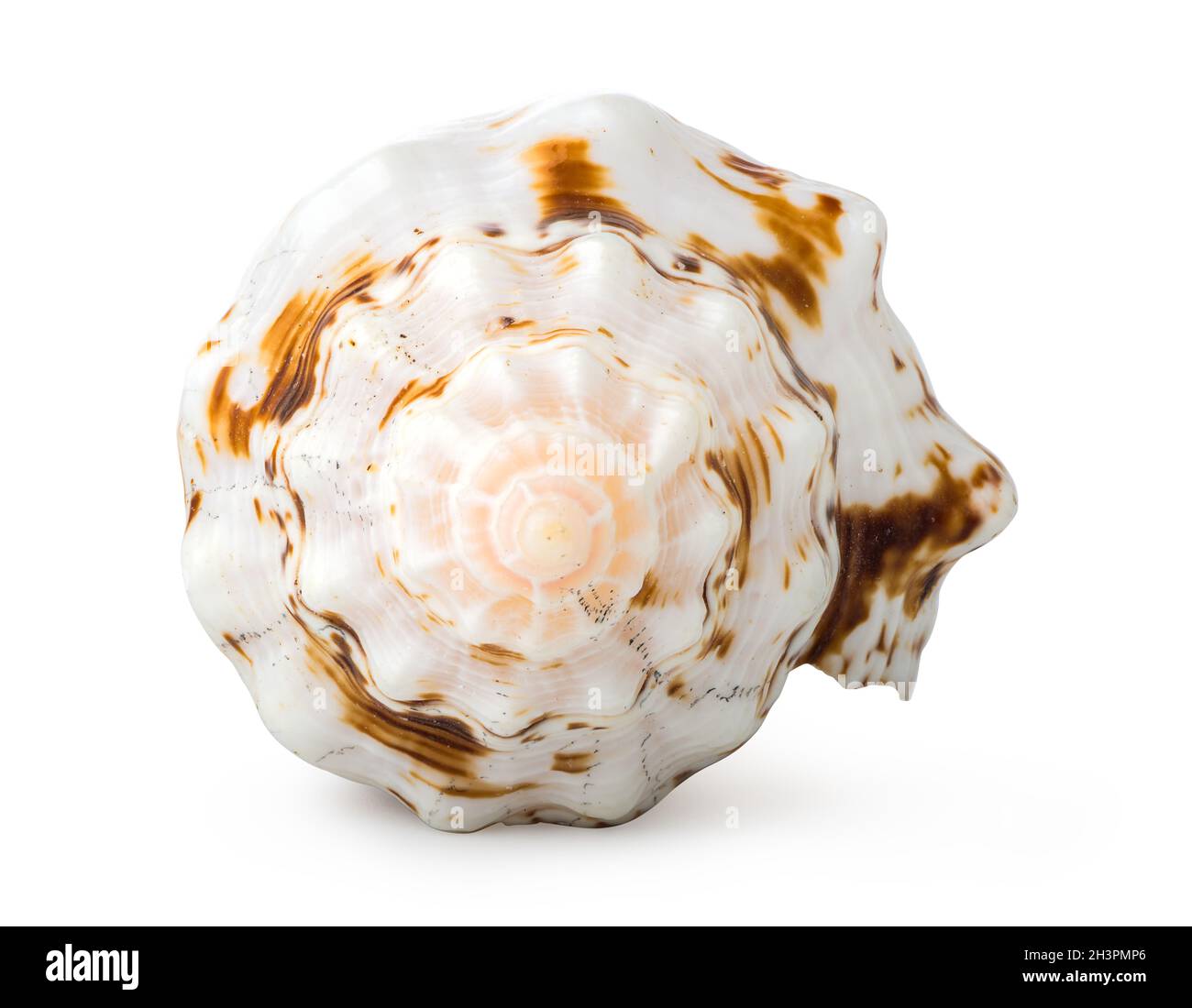 Front view of shell Stock Photo - Alamy