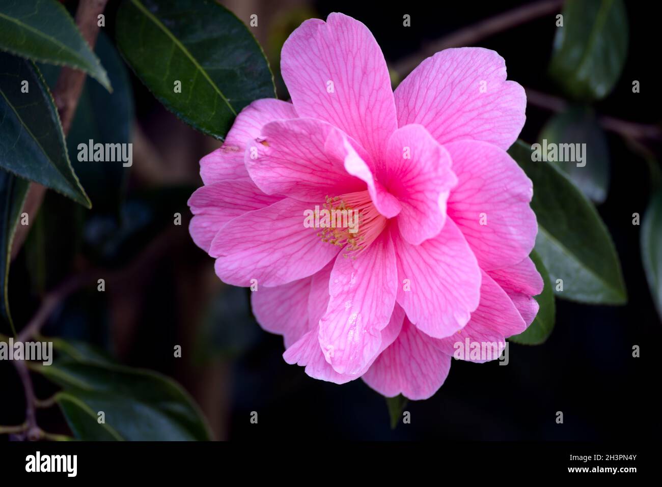 Single pink camellia hi-res stock photography and images - Alamy