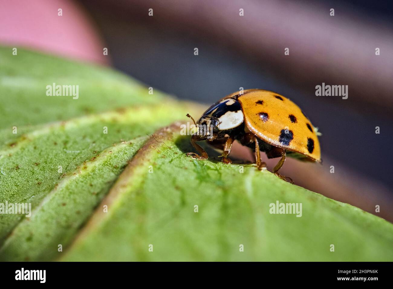 Asian ladybug hi-res stock photography and images - Alamy