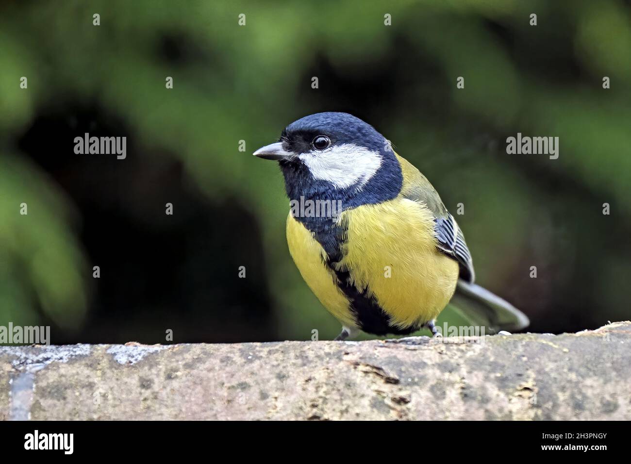 Great Tit ( Parus major Stock Photo - Alamy