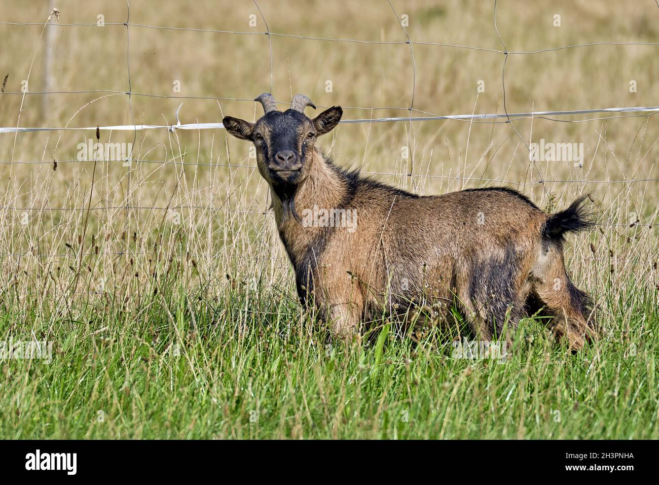 Domestic Goat Capra Hircus High Resolution Stock Photography and Images ...