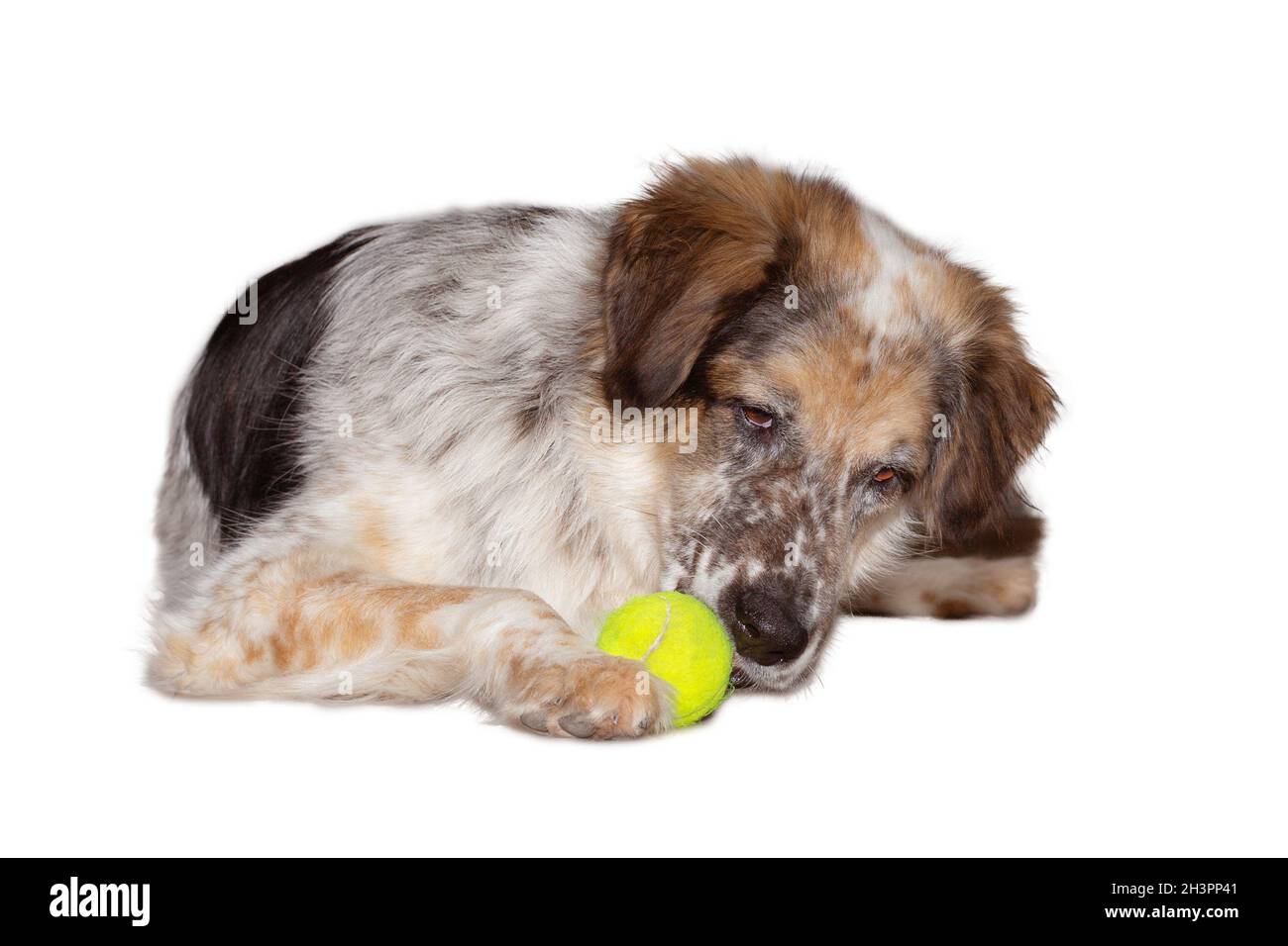 Big eyes close up Cut Out Stock Images & Pictures - Alamy