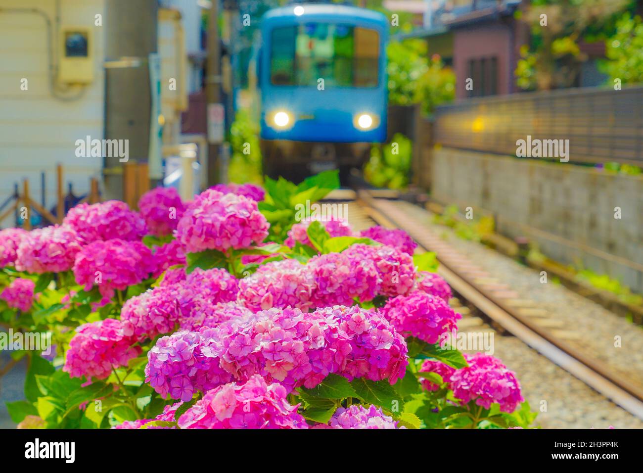 Hydrangea and Enoshima Electric Railway Stock Photo - Alamy
