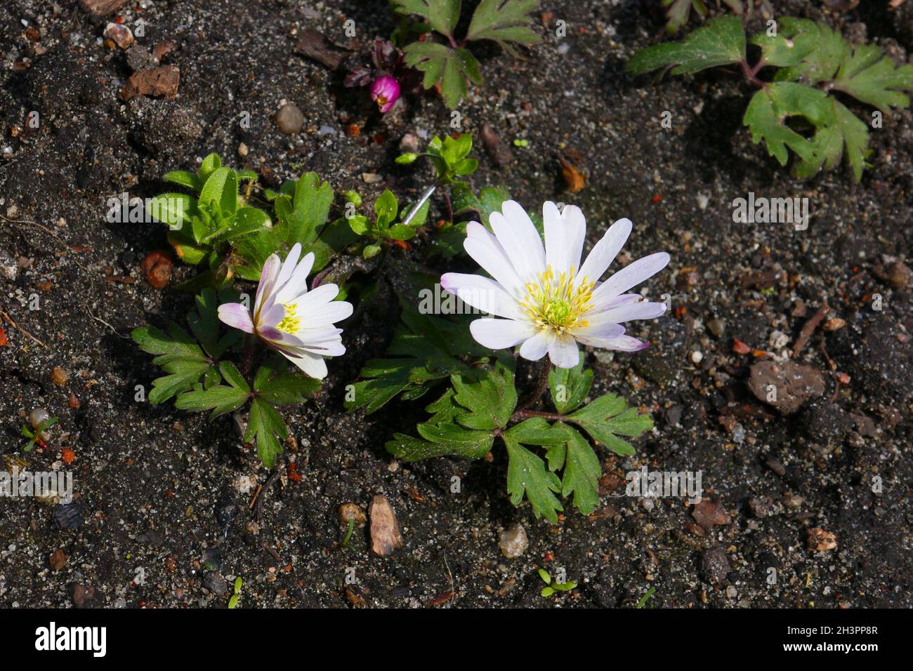 Anemone hupehensis white flower hi-res stock photography and images - Alamy