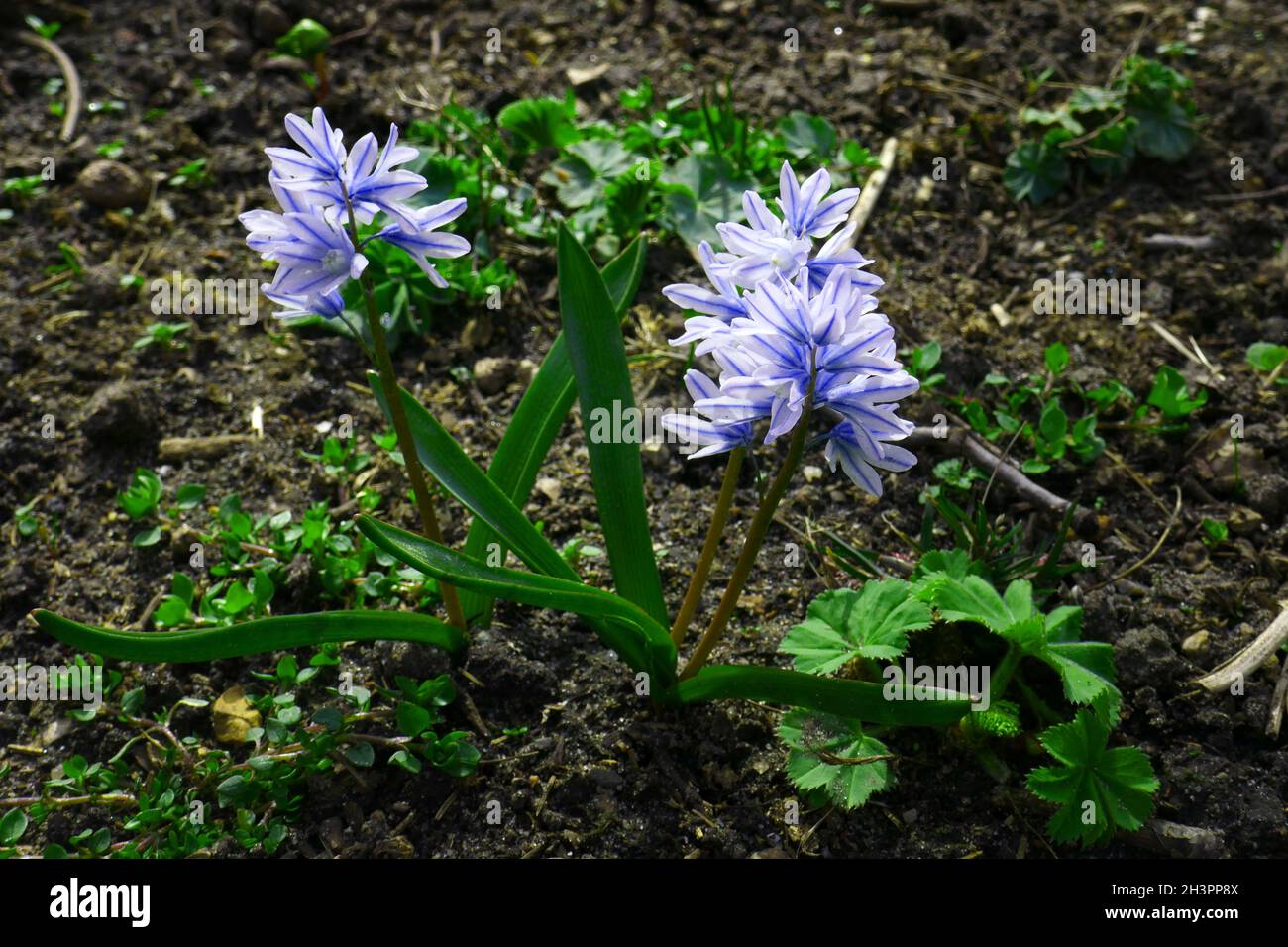 Hyacinthus bulbous asparagaceae hi-res stock photography and images - Alamy