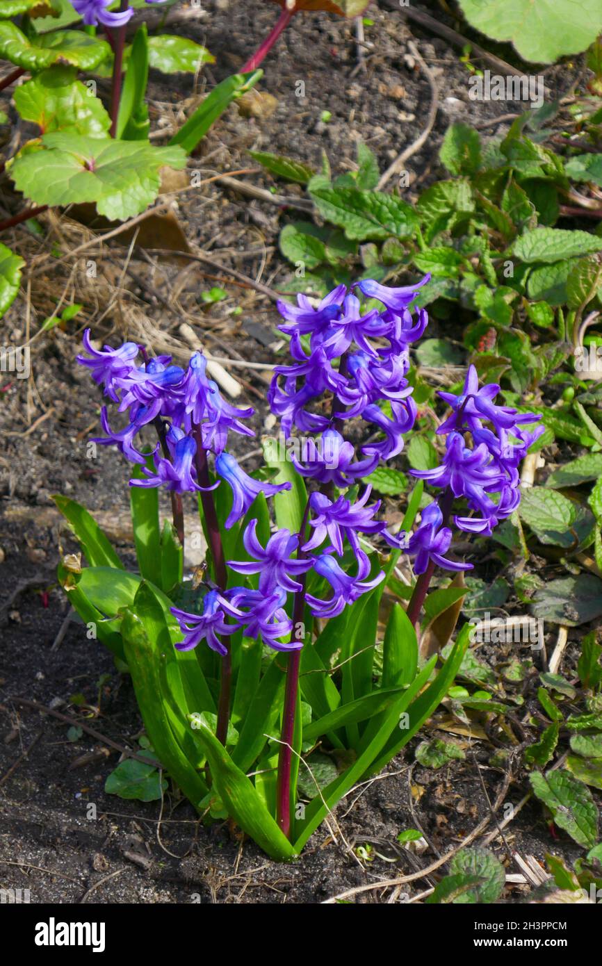 Hyacinthus bulbous asparagaceae hi-res stock photography and images - Alamy