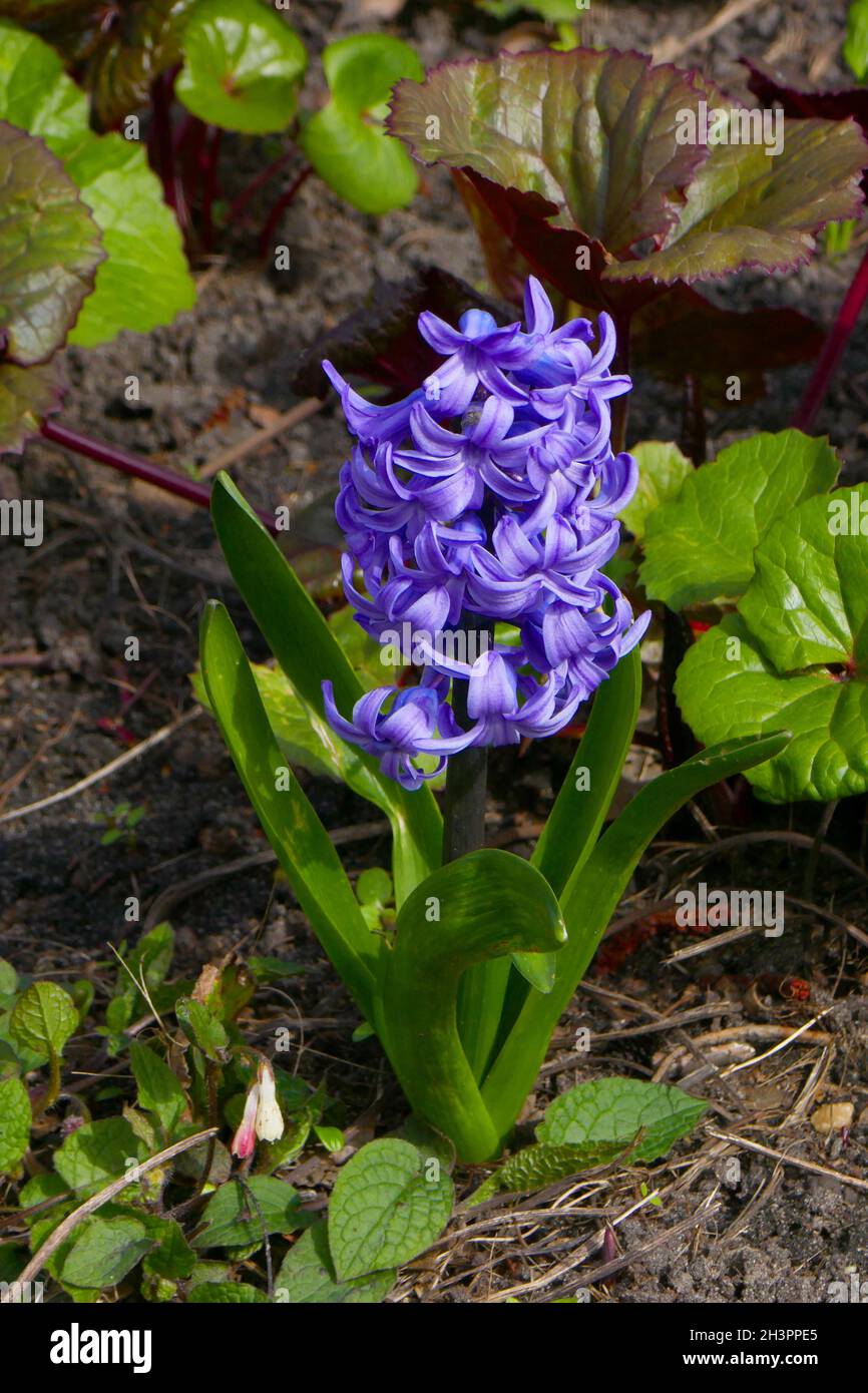 Hyacinthus bulbous asparagaceae hi-res stock photography and images - Alamy