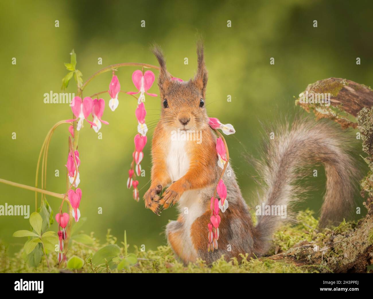 Bleeding Ear High Resolution Stock Photography and Images - Alamy