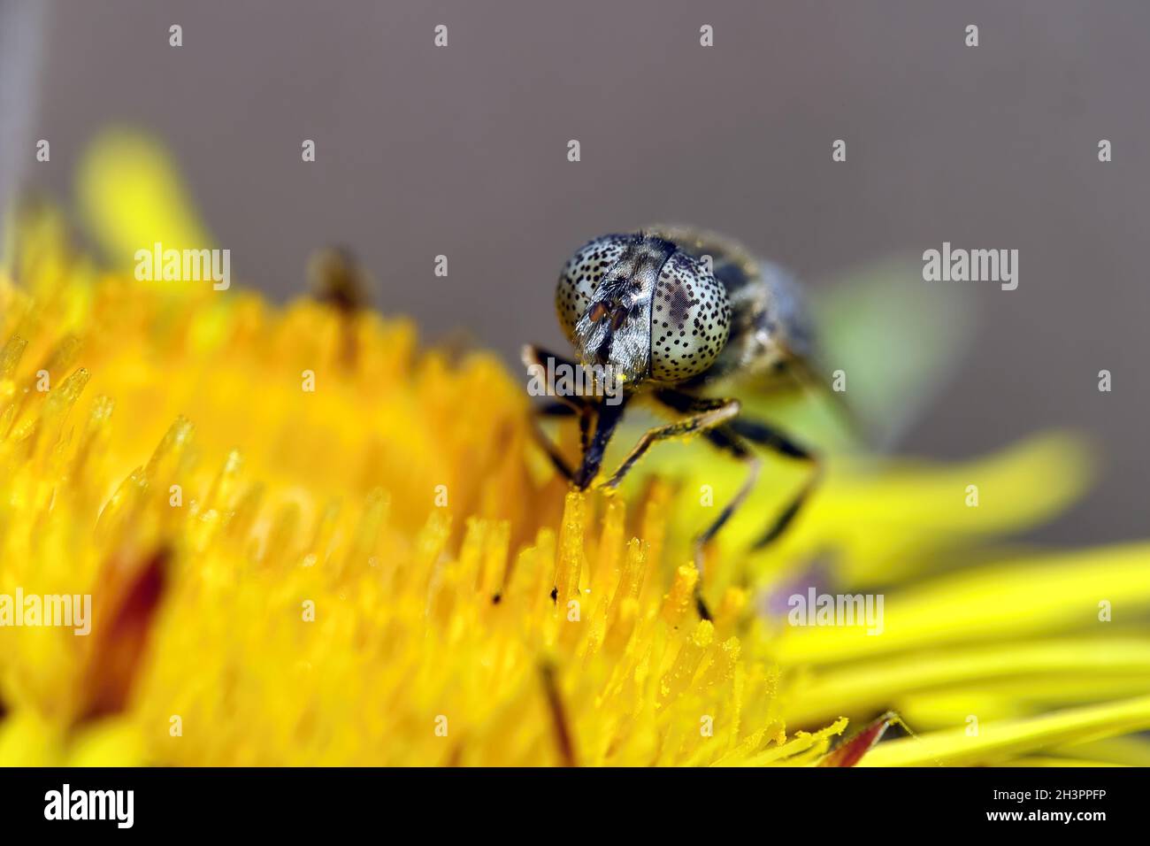 Shiny putrid mud hover fly ( Eristalinus aeneus Stock Photo - Alamy
