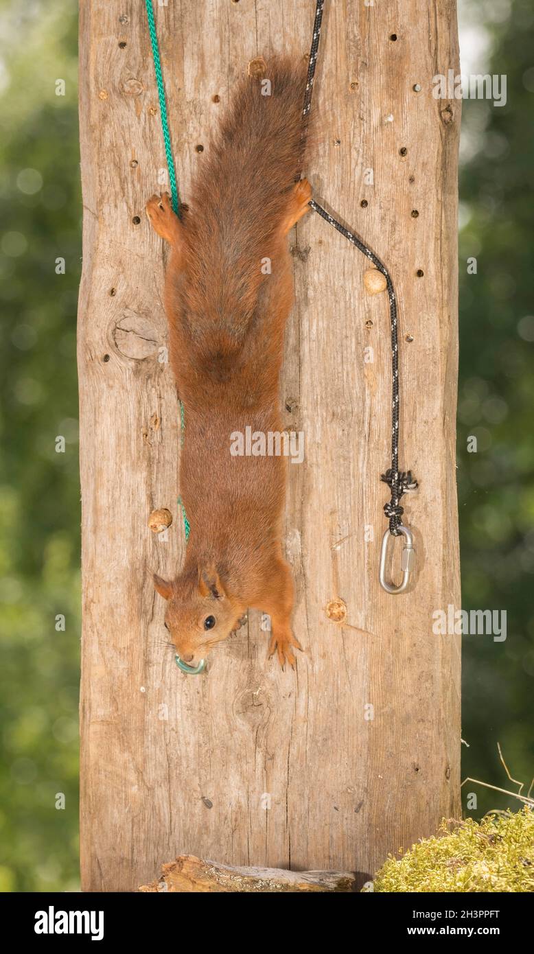 Spring female ropes hi-res stock photography and images - Alamy