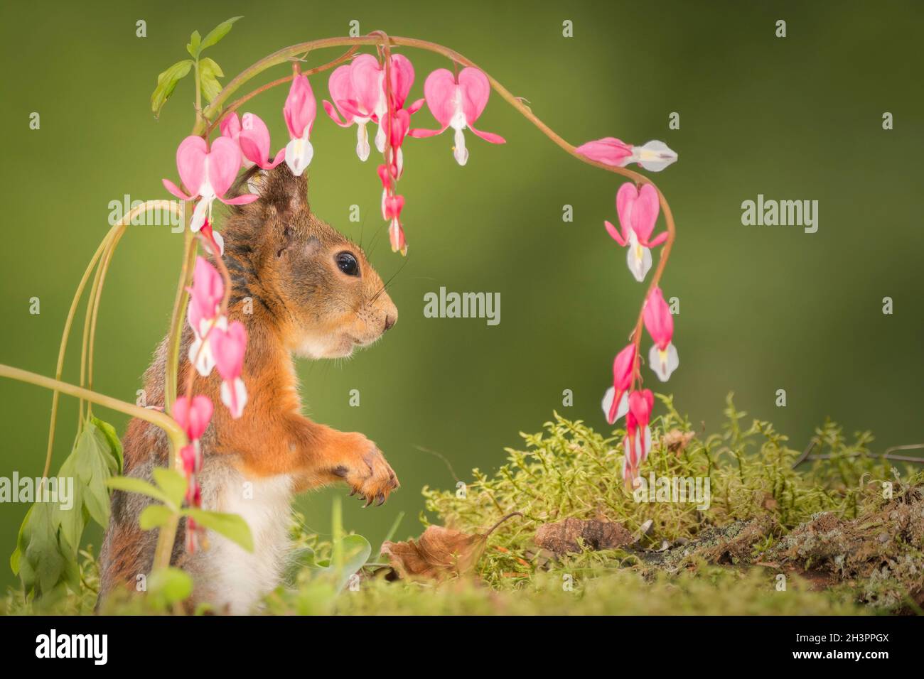 Bleeding Ear High Resolution Stock Photography and Images - Alamy